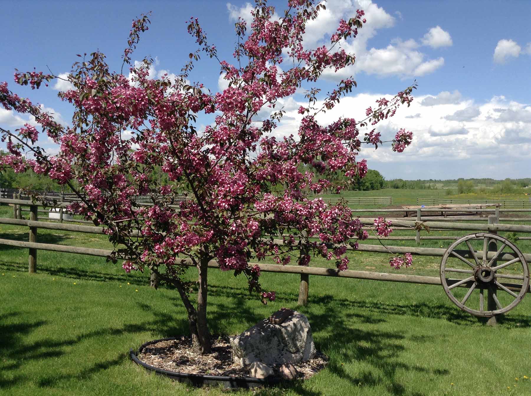 The Descent of Inanna: The Woman who Planted the World Tree » Dreams ...